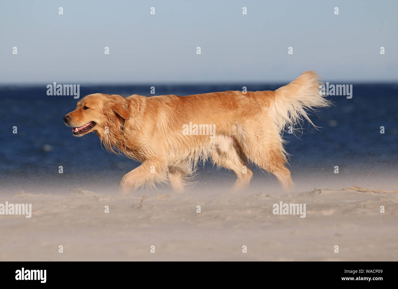 A golden retriever dog walking on the beach near the ocean in summer ...