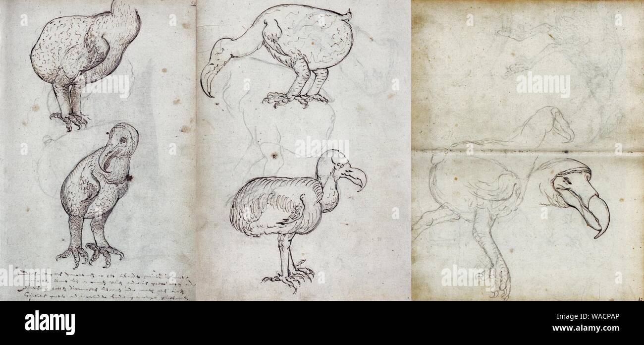 Dodo (VOC Gelderland, 1602 Stock Photo - Alamy