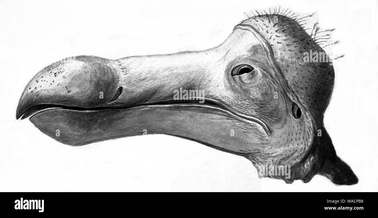 Dodo head hi-res stock photography and images - Alamy