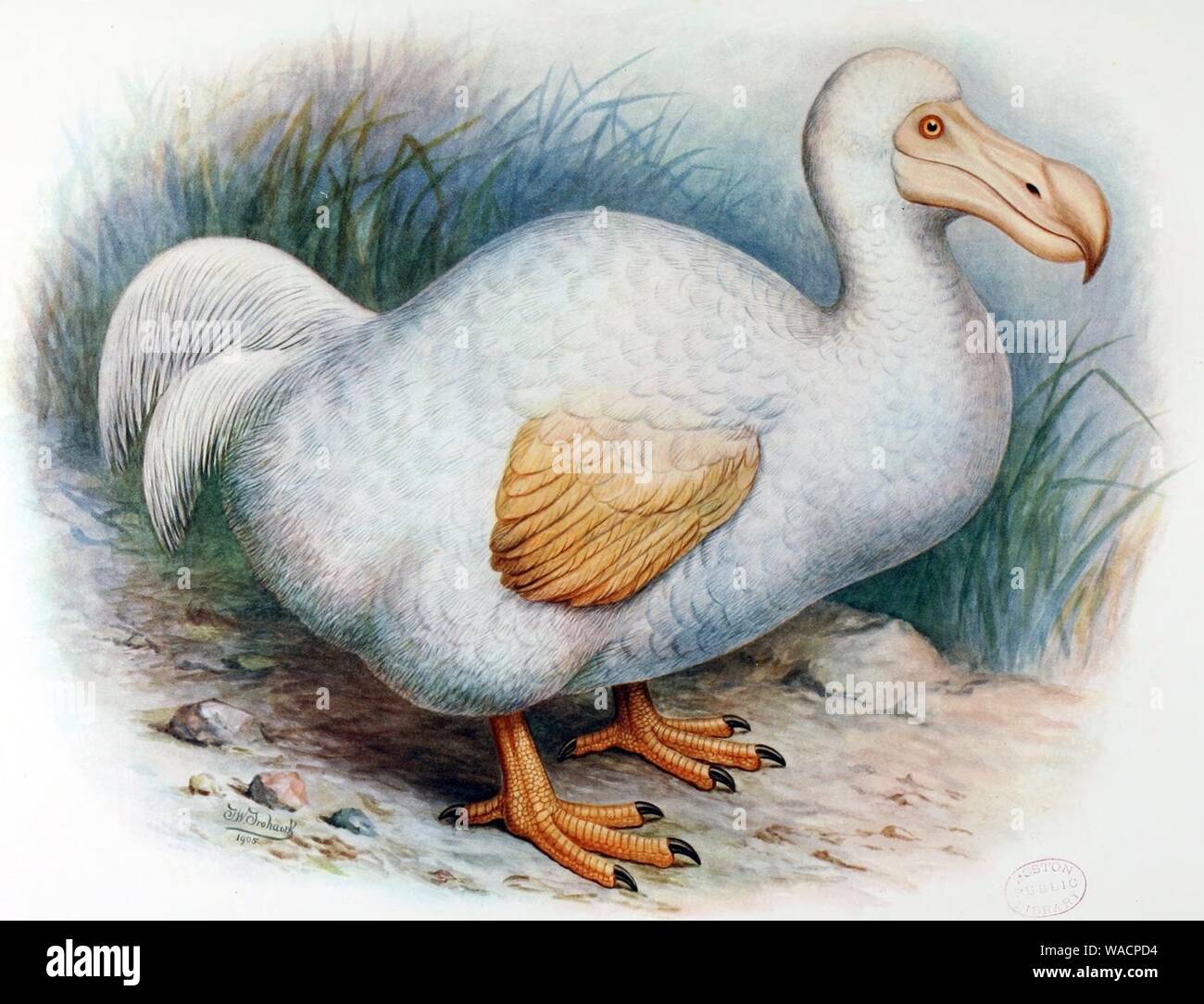 Reunion dodo hi-res stock photography and images - Alamy
