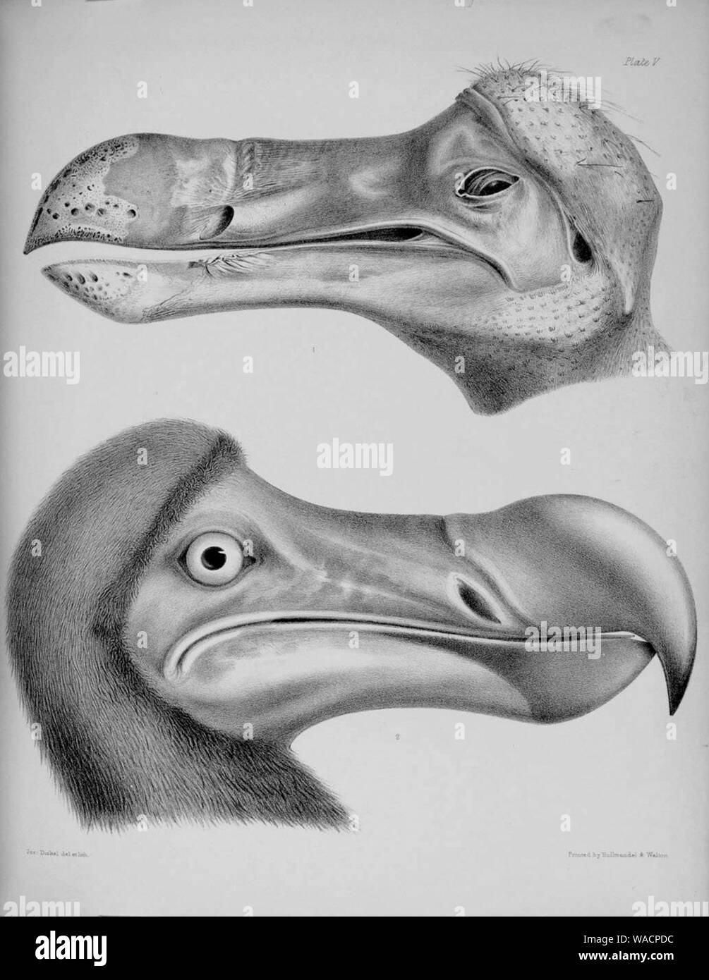 Dodo head hi-res stock photography and images - Alamy