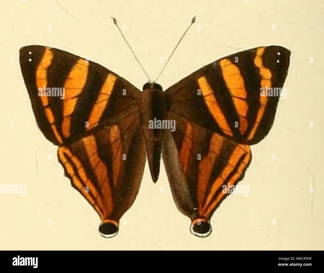 Dodona hi-res stock photography and images - Alamy
