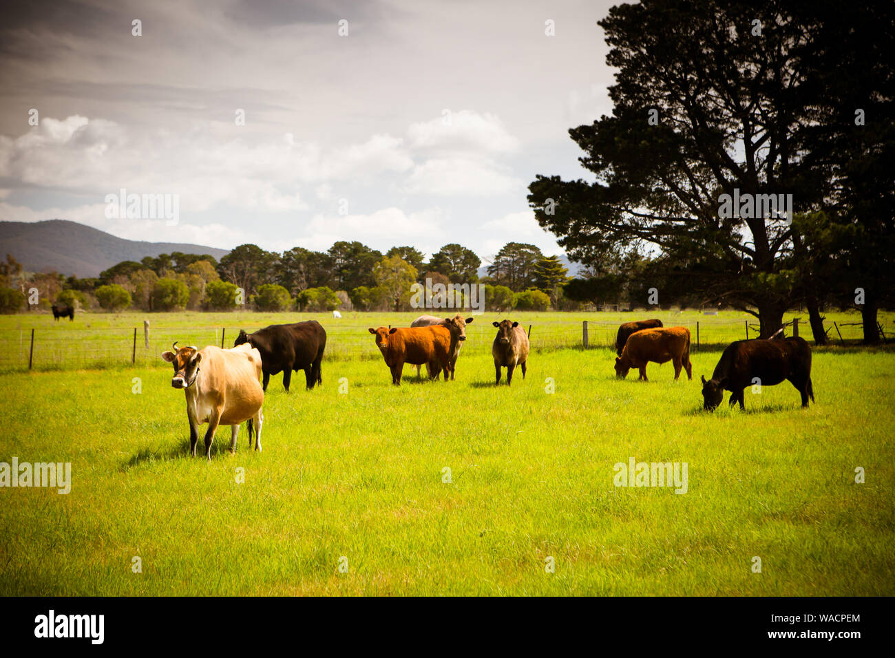 Cows In A Field Stock Photo - Alamy