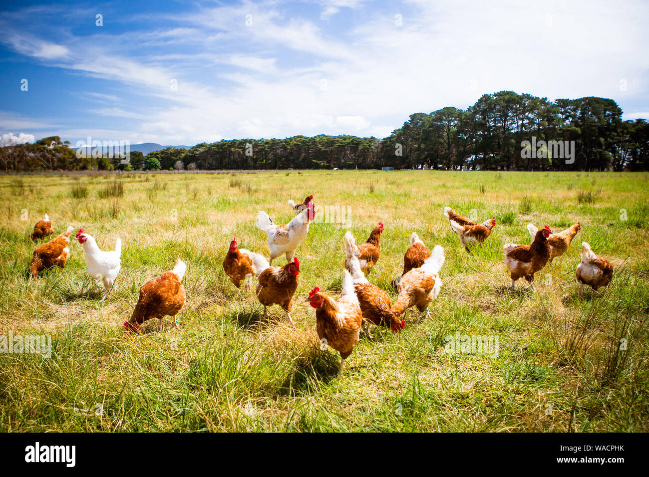 Chickens in a field hi-res stock photography and images - Alamy