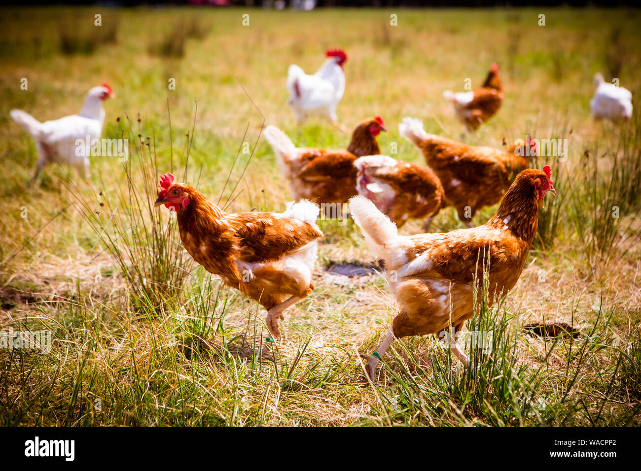 Rooster and chickens in natural environment hi-res stock photography ...