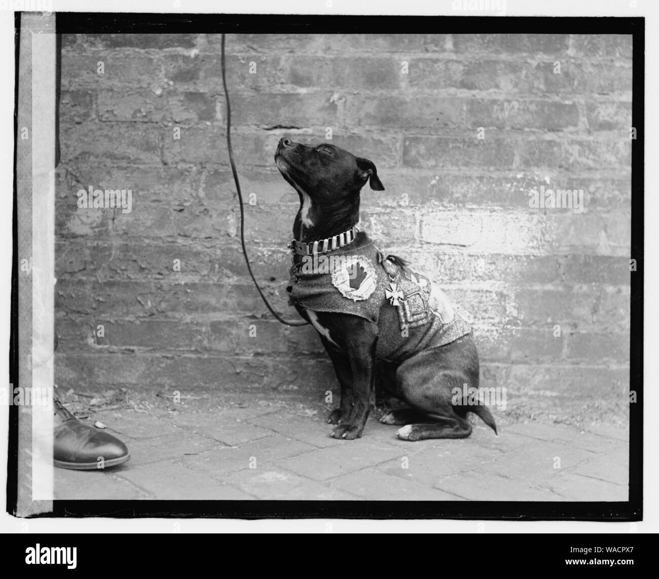 Mascot dog Black and White Stock Photos & Images - Alamy