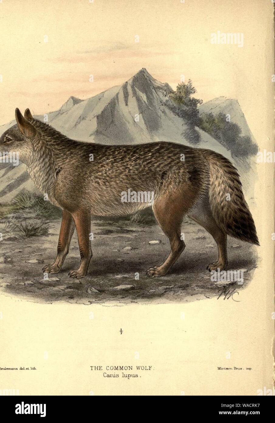 Dogs, jackals, wolves, and foxes Stock Photo - Alamy