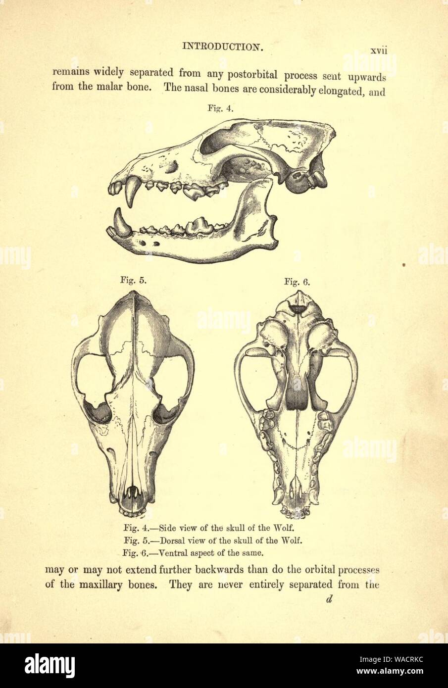 Dogs, jackals, wolves, and foxes Stock Photo - Alamy