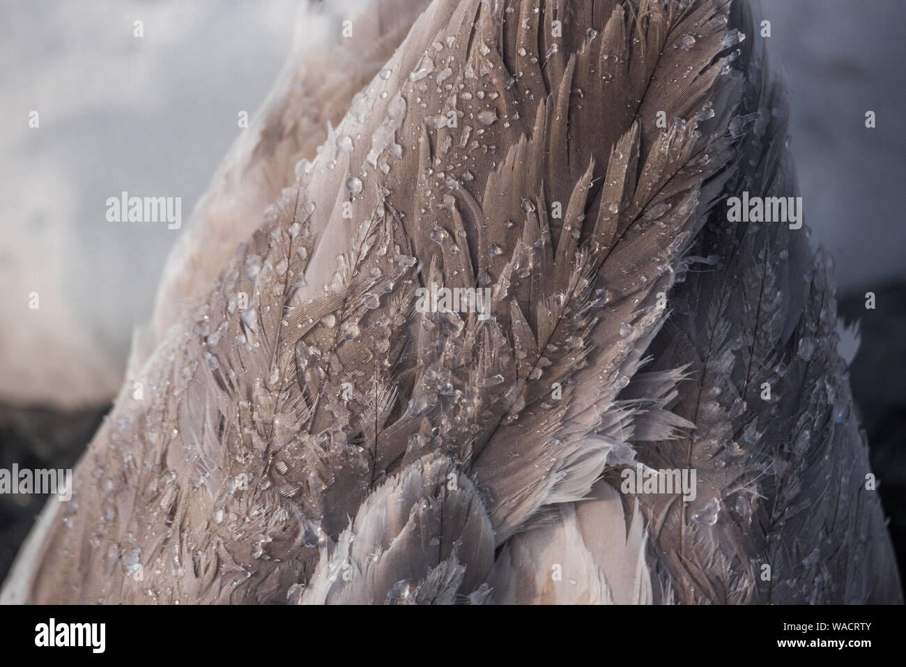 Swan feathers in ice and snow in winter. "Lebedinyj" Swan Nature ...
