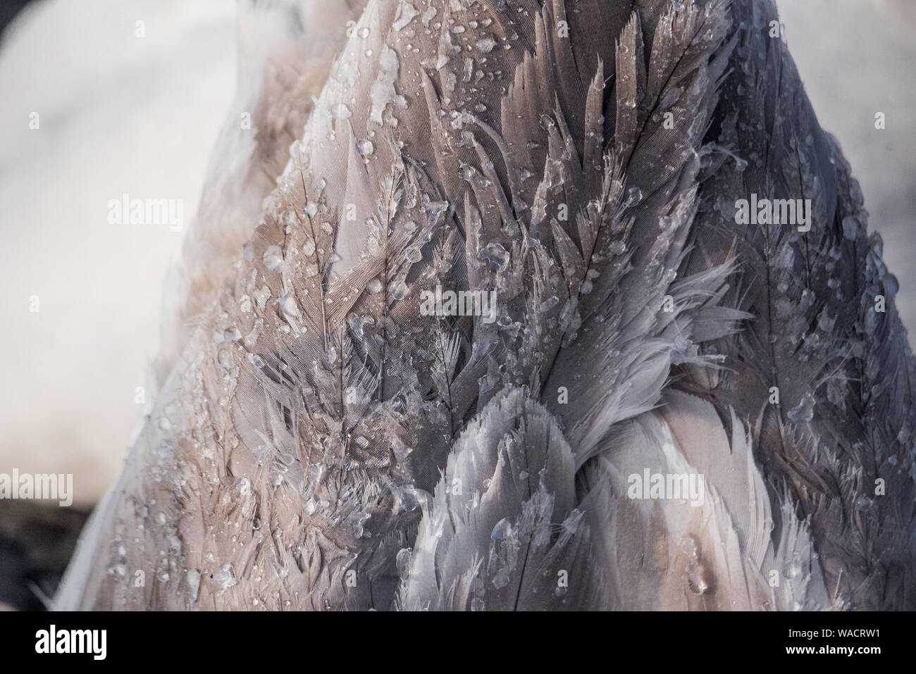 Swan feathers in ice and snow in winter. "Lebedinyj" Swan Nature ...