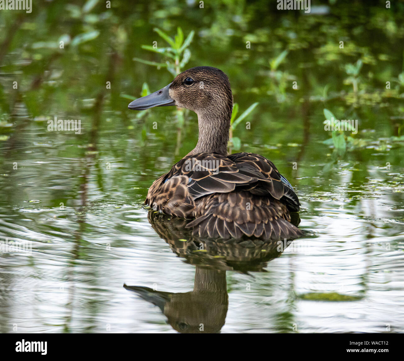 Blue Winged Teal(Anas discors) summer plumage Colorado, USA Stock Photo ...