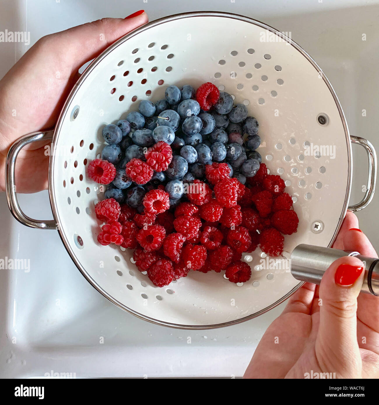 Woman hand washing raspberry and blueberry in a large metal bowl with ...