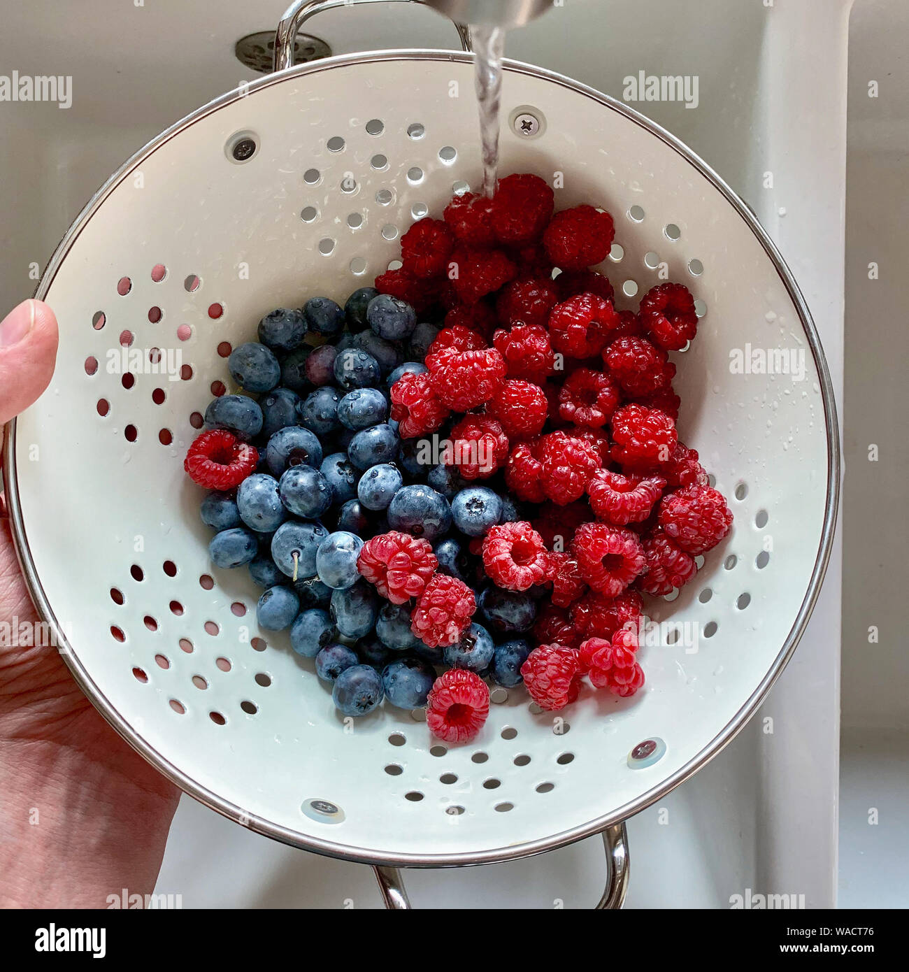 Men Hand washing raspberry and blueberry in a large metal bowl with ...