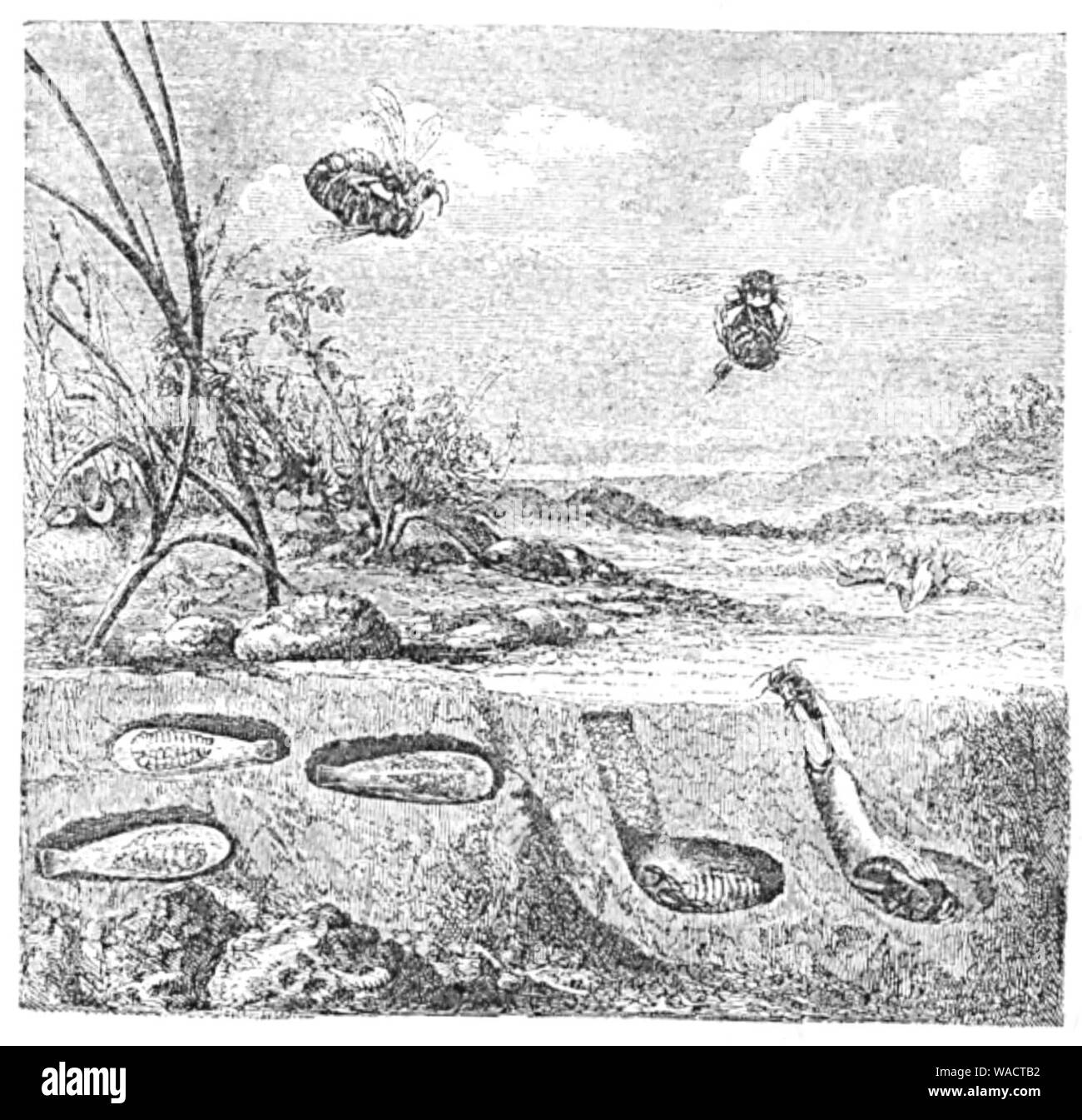 P154 Black and White Stock Photos & Images - Alamy