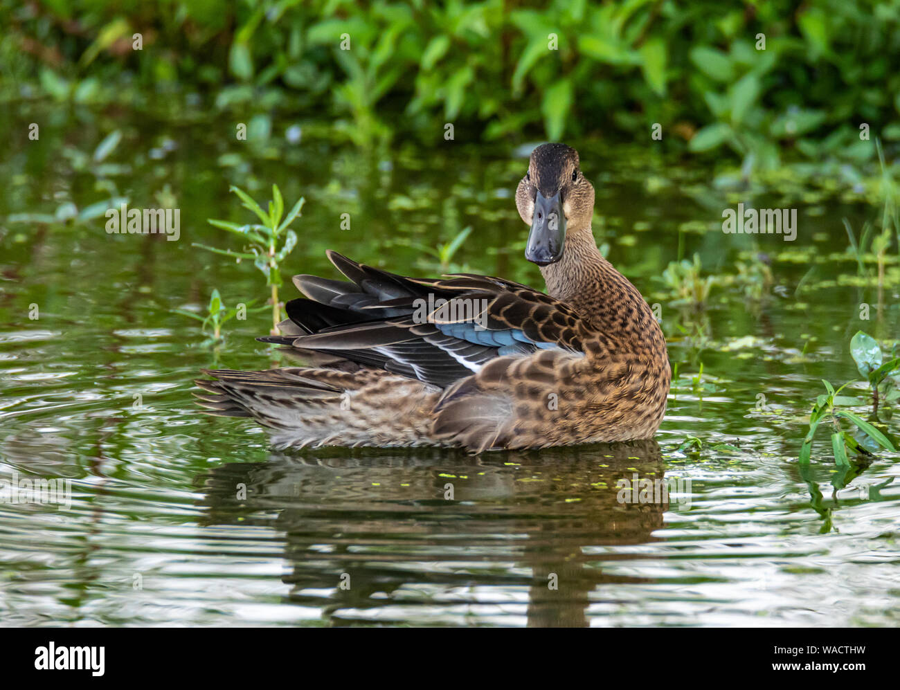 Blue Winged Teal(Anas discors) summer plumage Colorado, USA Stock Photo ...