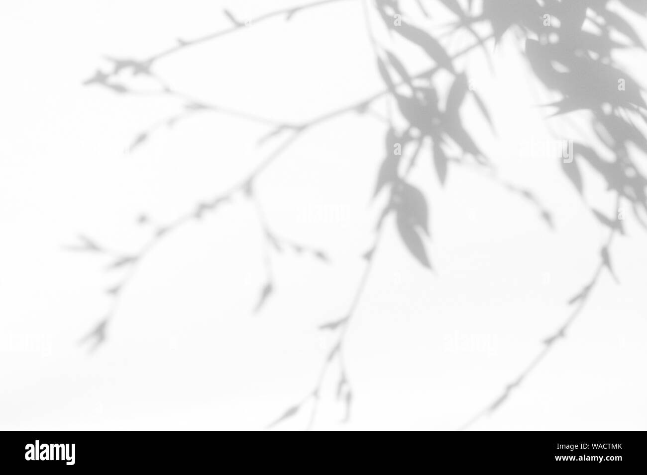 Gray shadow of the willow tree leaves on a white wall. Abstract neutral ...