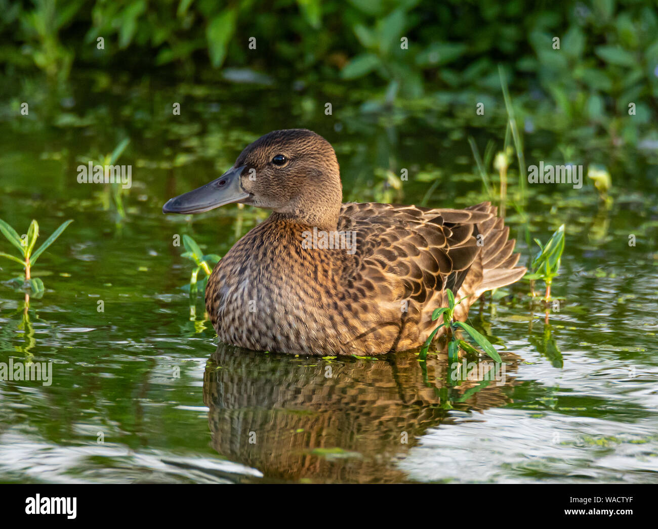 Blue Winged Teal(Anas discors) summer plumage Colorado, USA Stock Photo ...