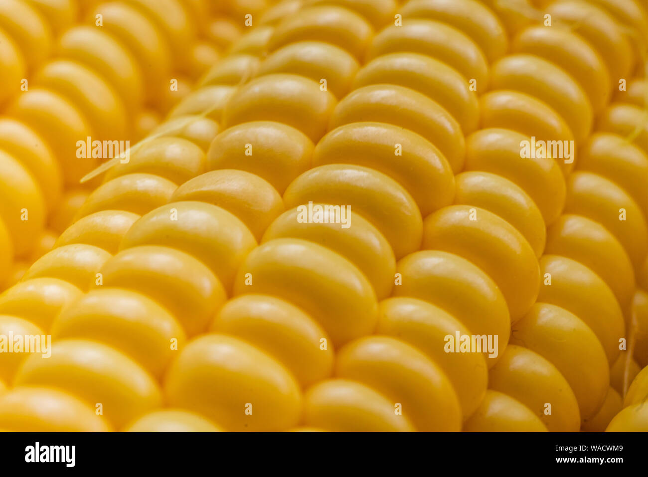 macro close up corn seeds view texture of yellow color, agriculture ...