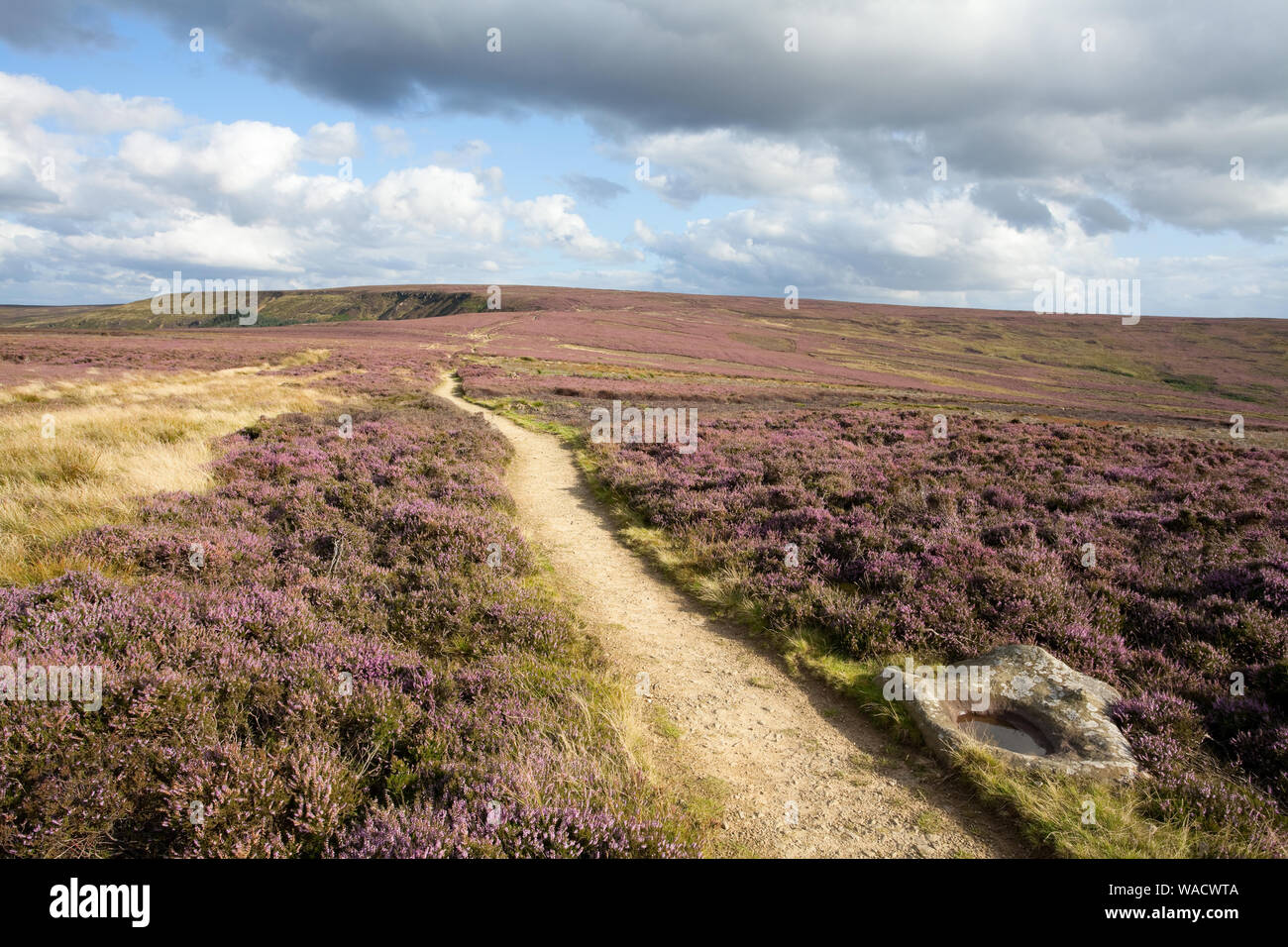 Cleveland Way path leading to Round Hill on Urra Moor, North York Moors ...