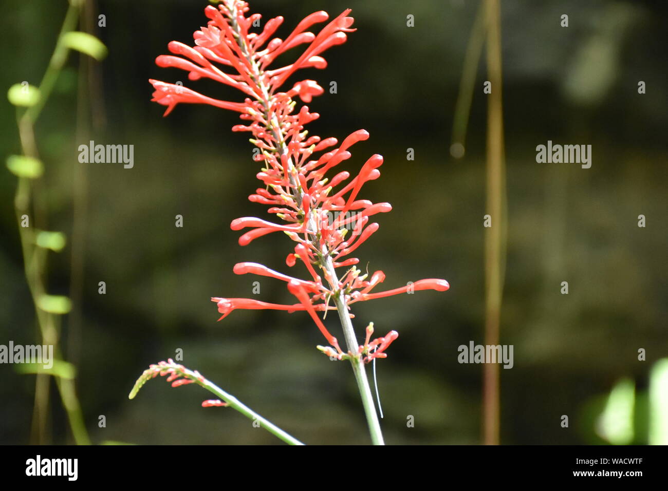 This Florida Nature picture is of a Firebush flower. The firebush shrub ...