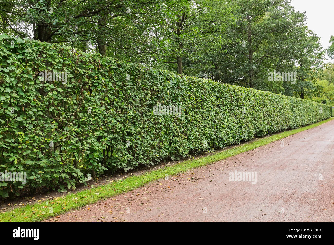 Clipped garden hedge hi-res stock photography and images - Alamy
