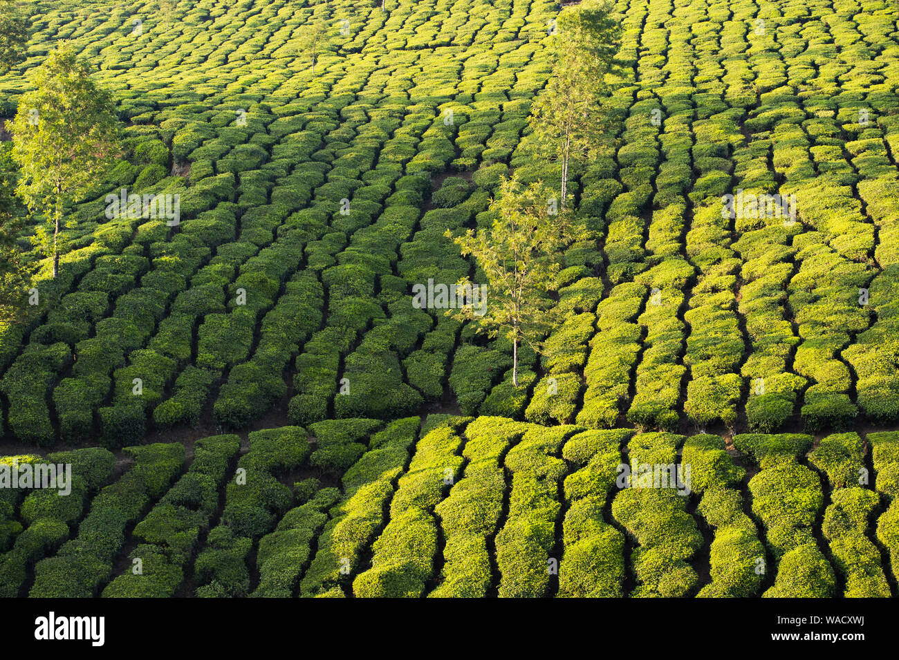 Tea plantation top view hi-res stock photography and images - Alamy