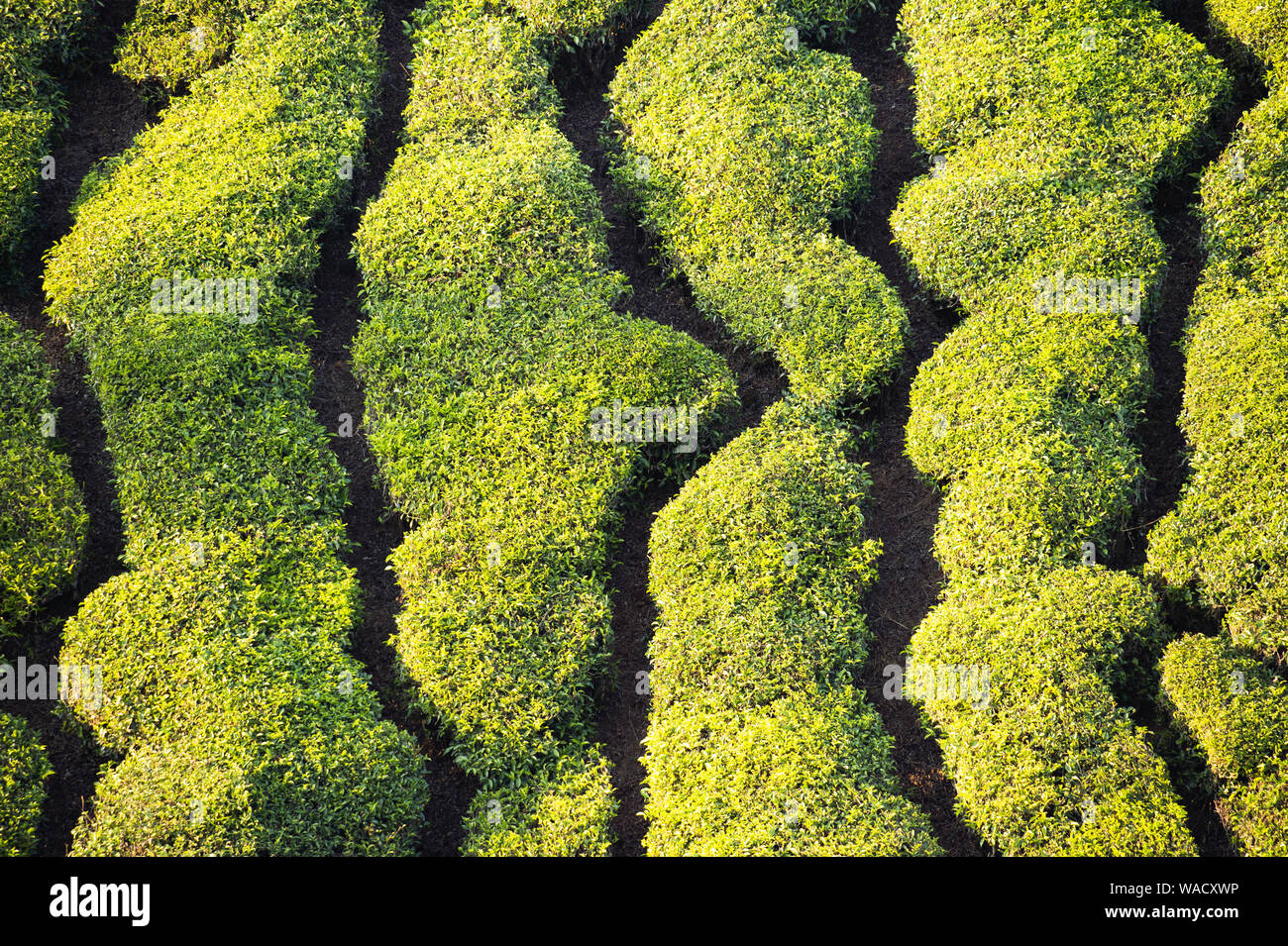 Tea plantation top view hi-res stock photography and images - Alamy