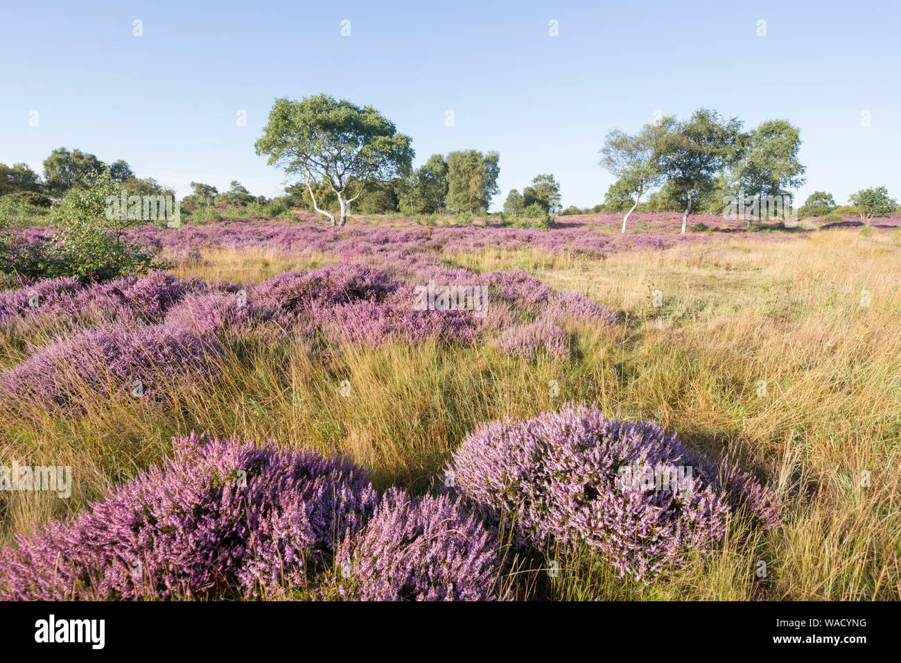 Westleton heath and nature reserve hi-res stock photography and images ...