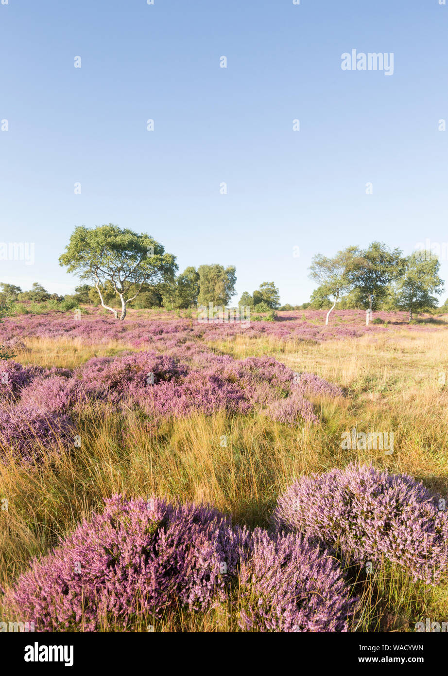 Westleton Heath National Nature Reserve, managed by the Norfolk ...