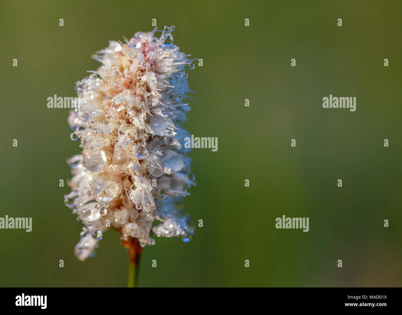 American bistort hi-res stock photography and images - Alamy