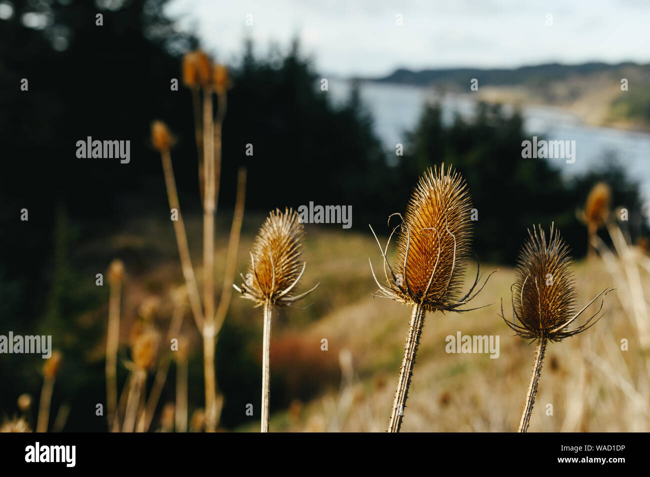 Secret Beach, Samuel H Boardman Scenic Corridor Stock Photo - Alamy