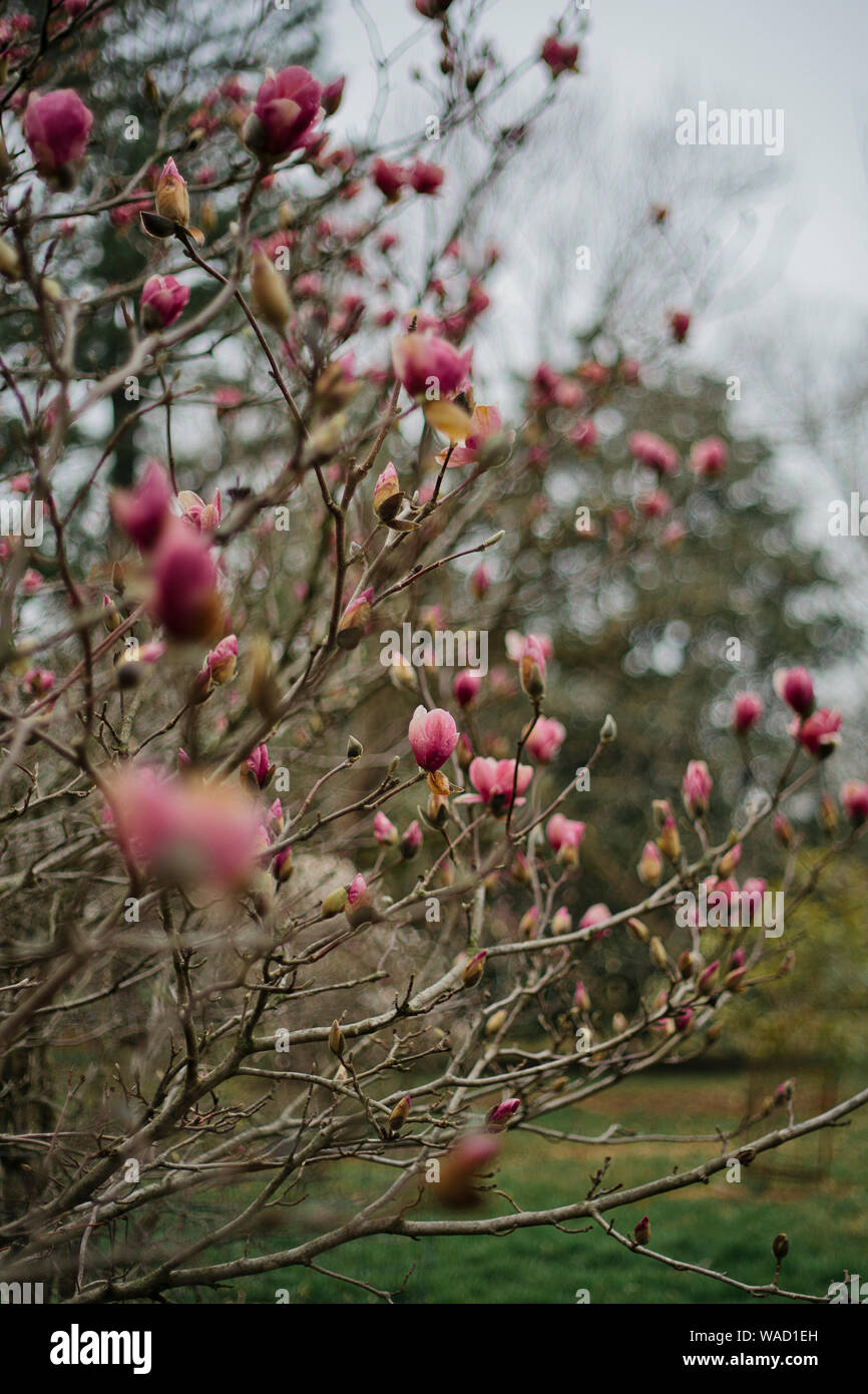 Magnolia tree full bloom hi-res stock photography and images - Alamy