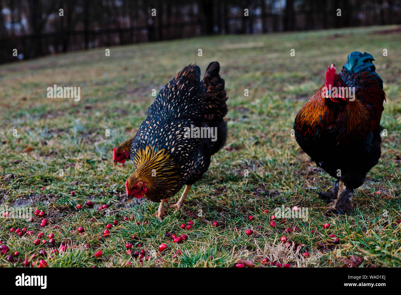 Black golden chicken rooster hi-res stock photography and images - Alamy