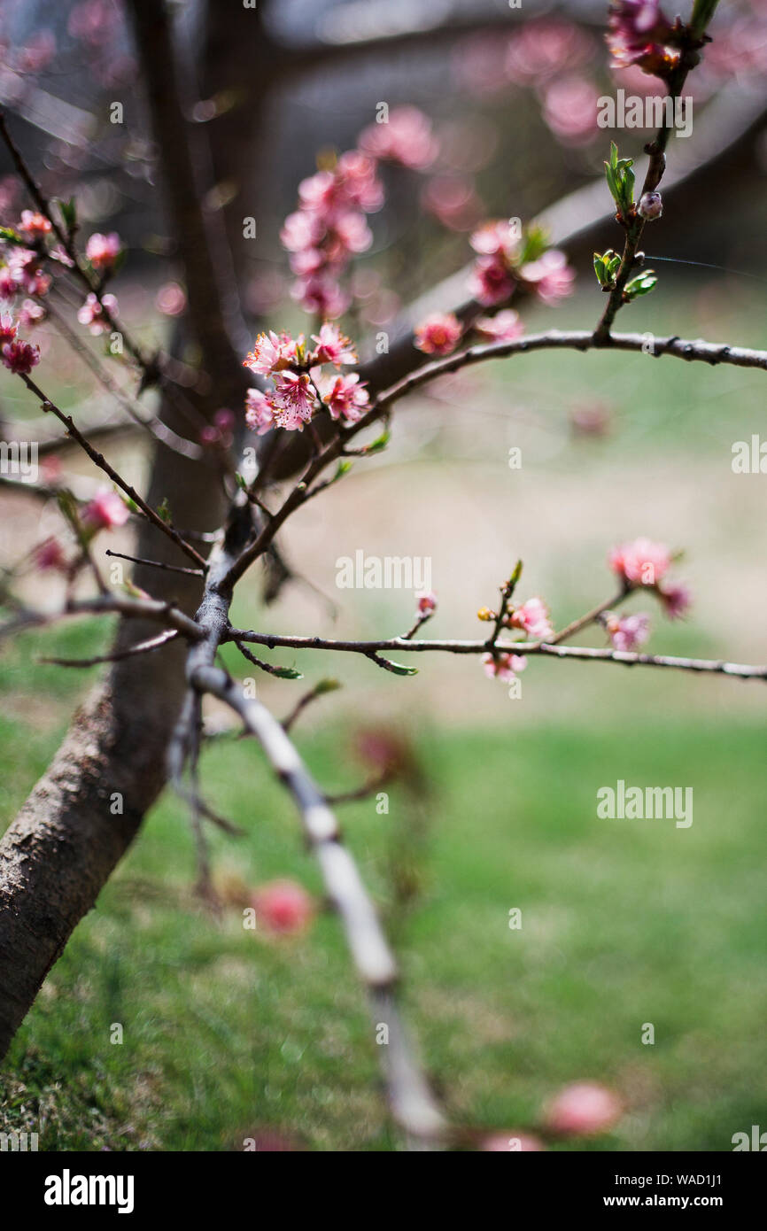 Peach blossoms tree hi-res stock photography and images - Alamy