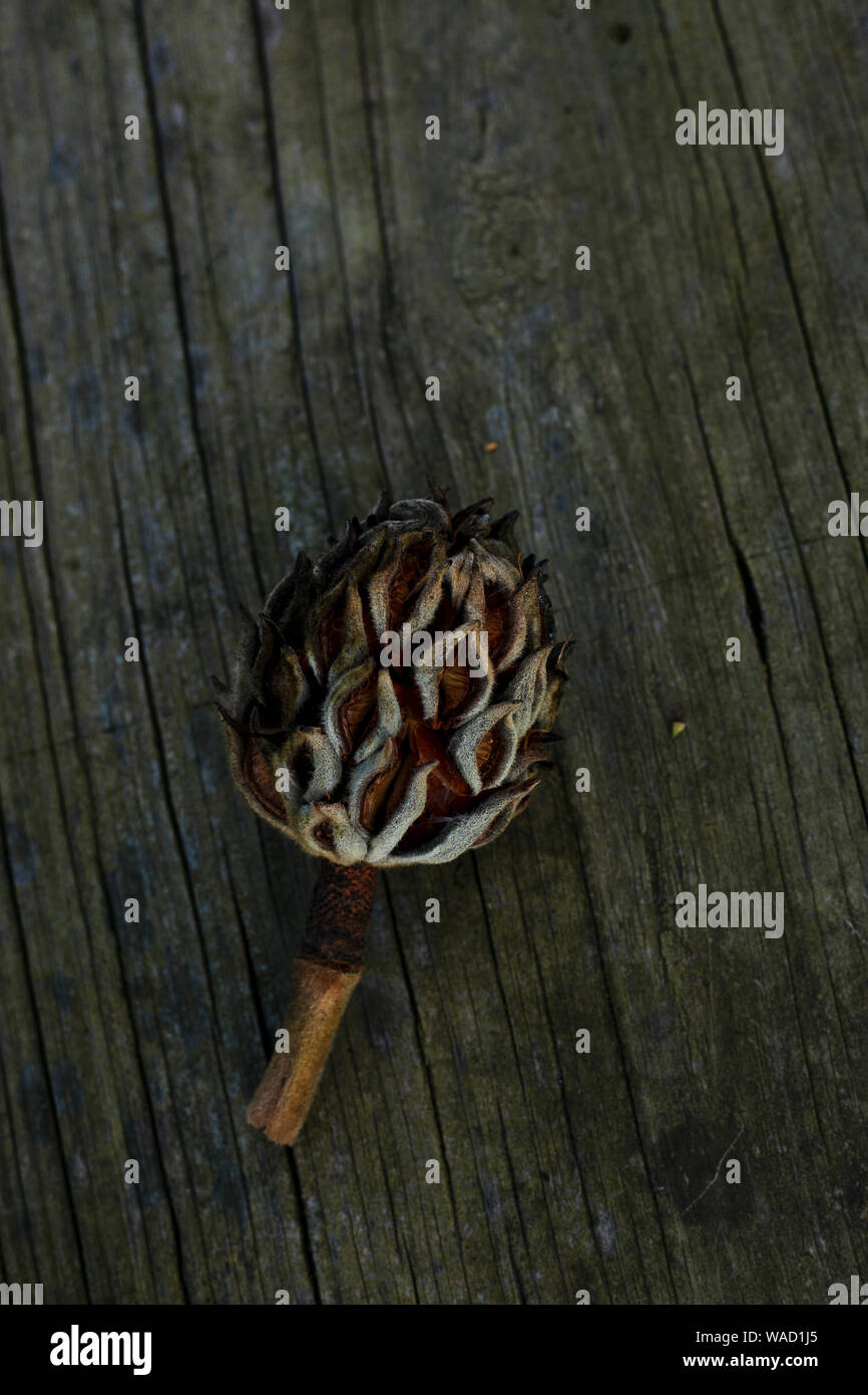 Magnolia seed pod hi-res stock photography and images - Alamy