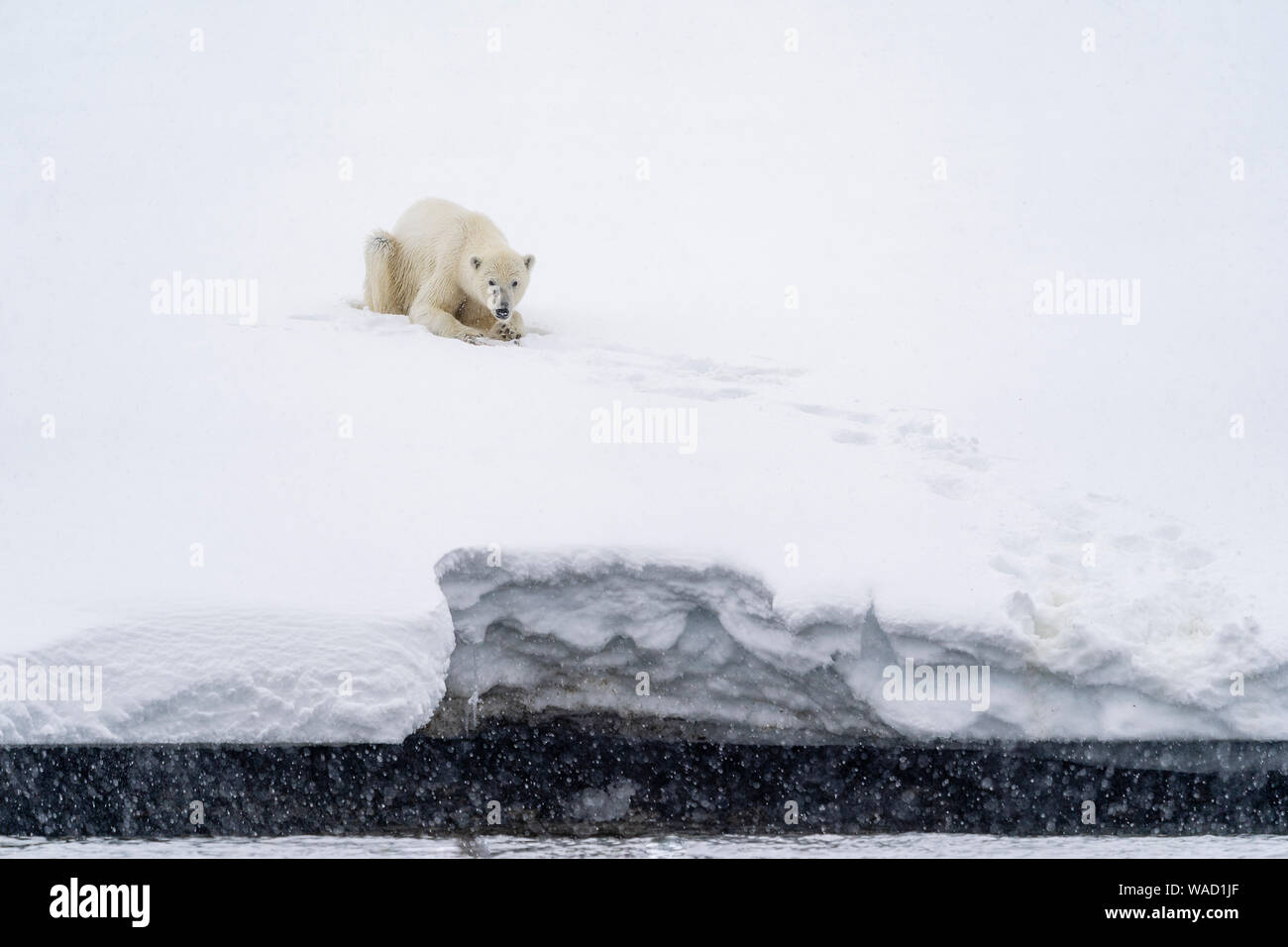 Polar bear snow storm hi-res stock photography and images - Alamy