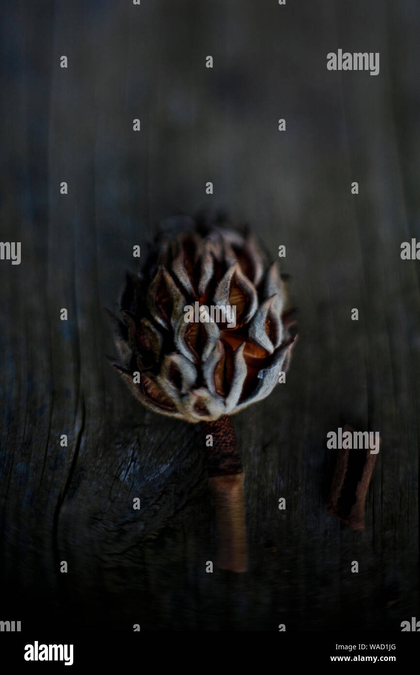 Magnolia seed pod hi-res stock photography and images - Alamy