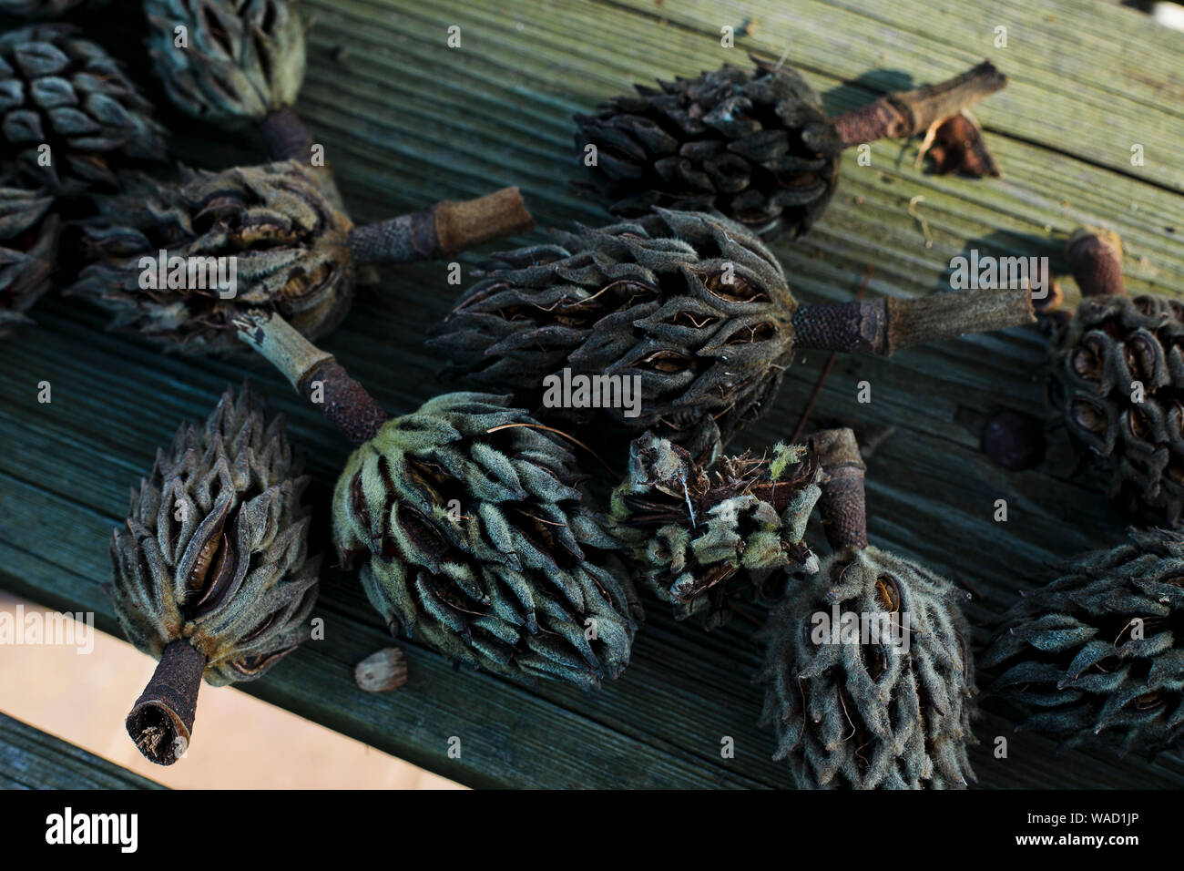 Conifer seed pods hi-res stock photography and images - Alamy