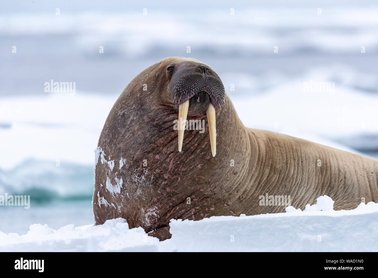 a walrus looks in our direction while standing on a piece of ice Stock ...