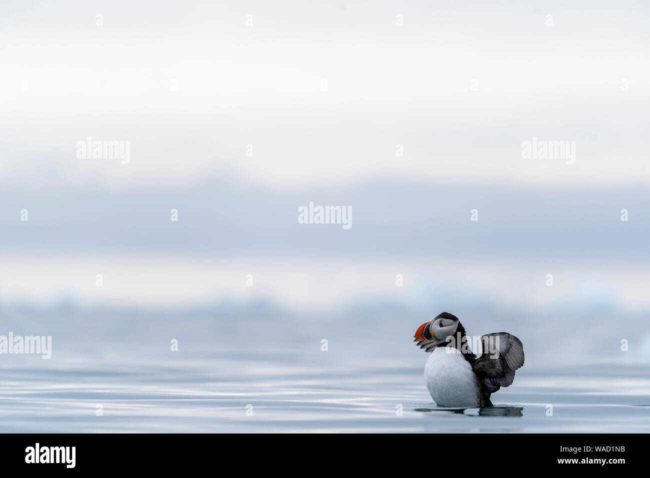 Puffin ice hi-res stock photography and images - Alamy