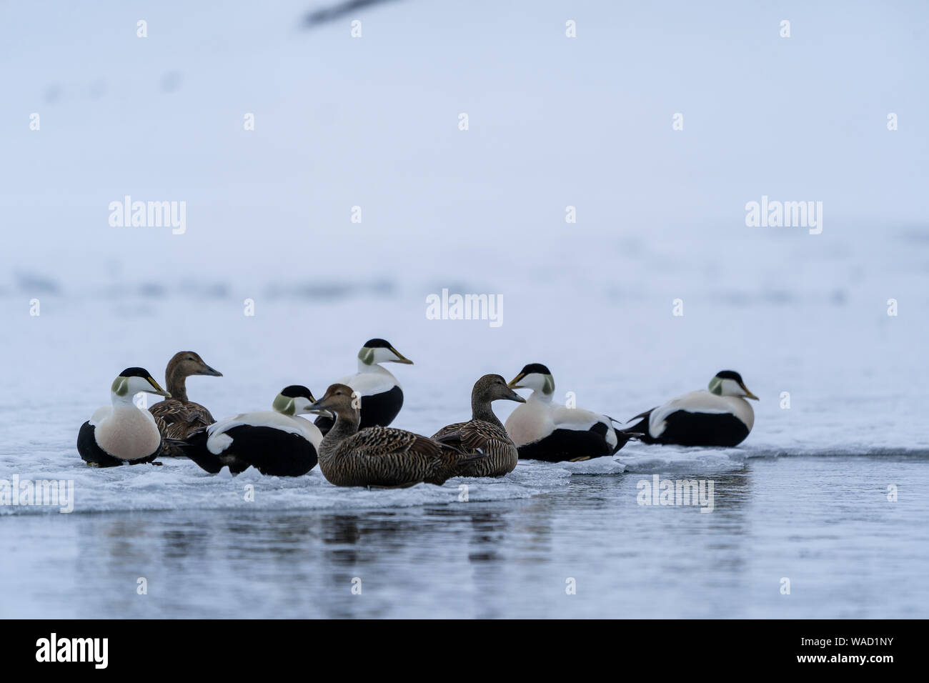 Pack of swans hi-res stock photography and images - Alamy