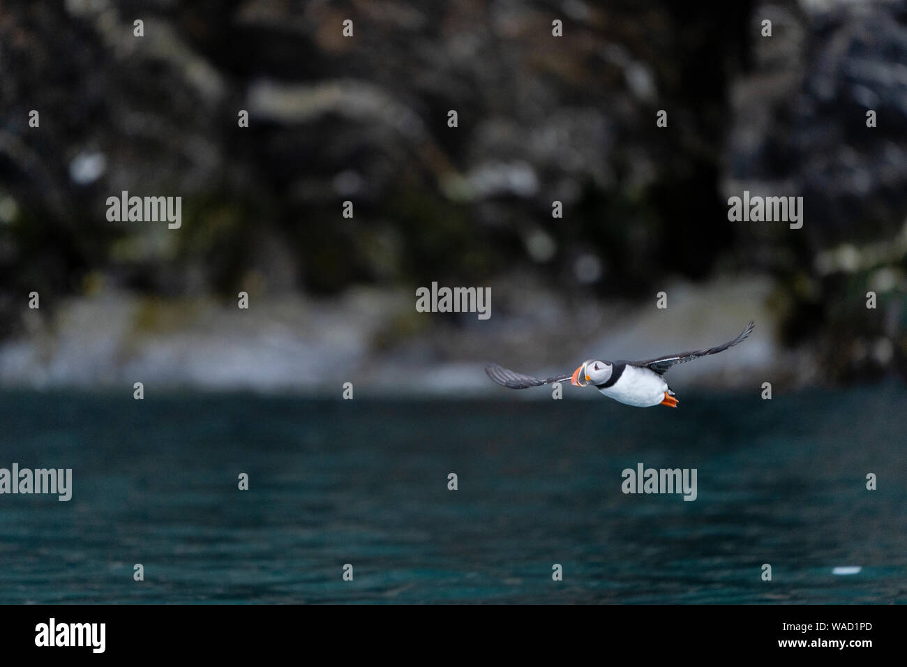 a puffin flew off a cliff and flew over the ocean Stock Photo - Alamy