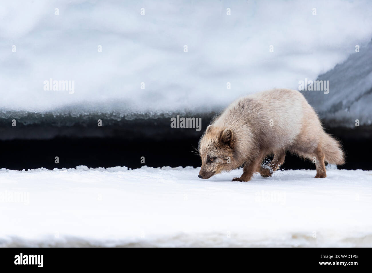 an arctic fox walks on shore between ice blocks looking for food Stock ...