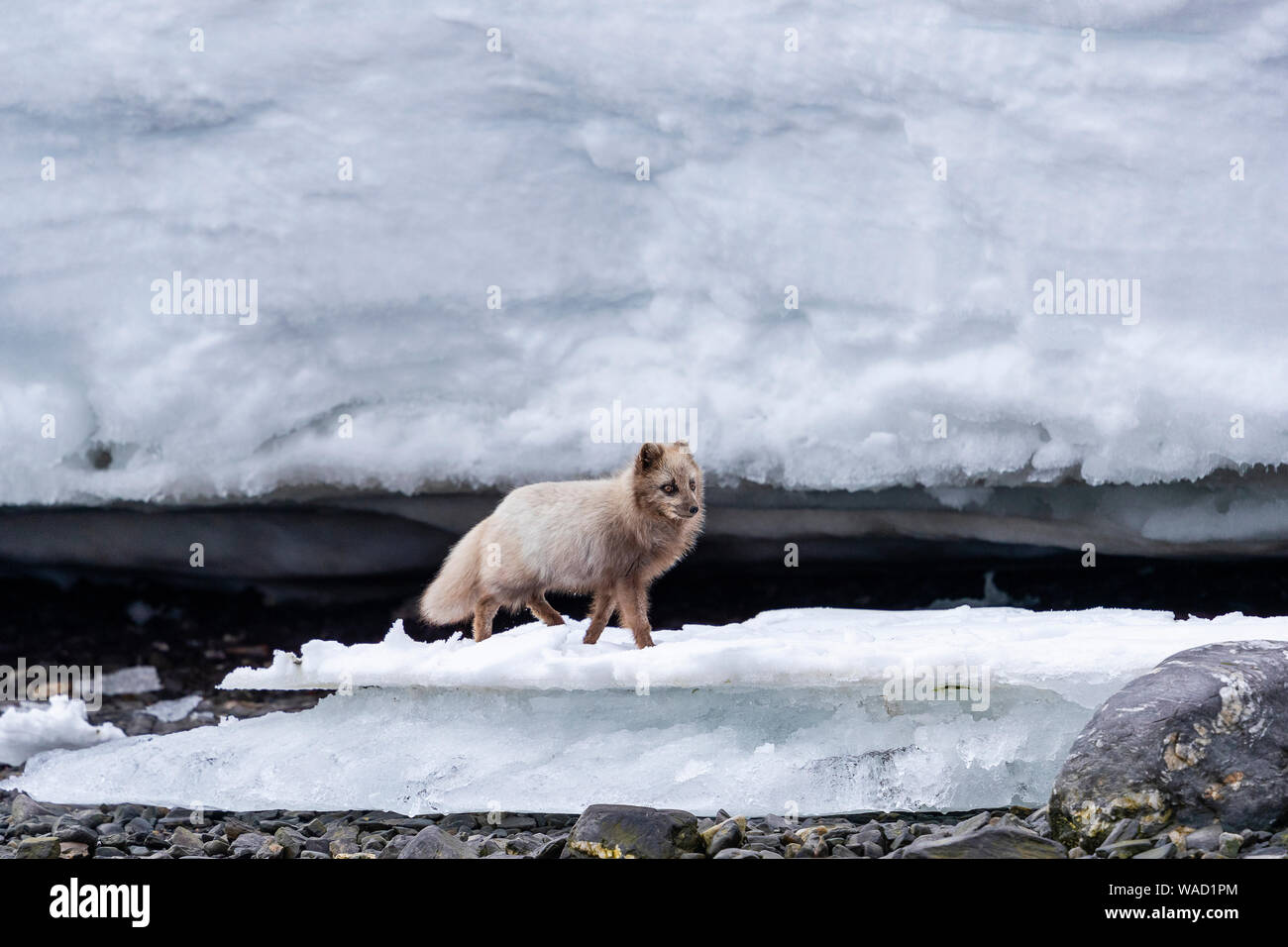 an arctic fox walks on the shoreline between ice blocks Stock Photo - Alamy