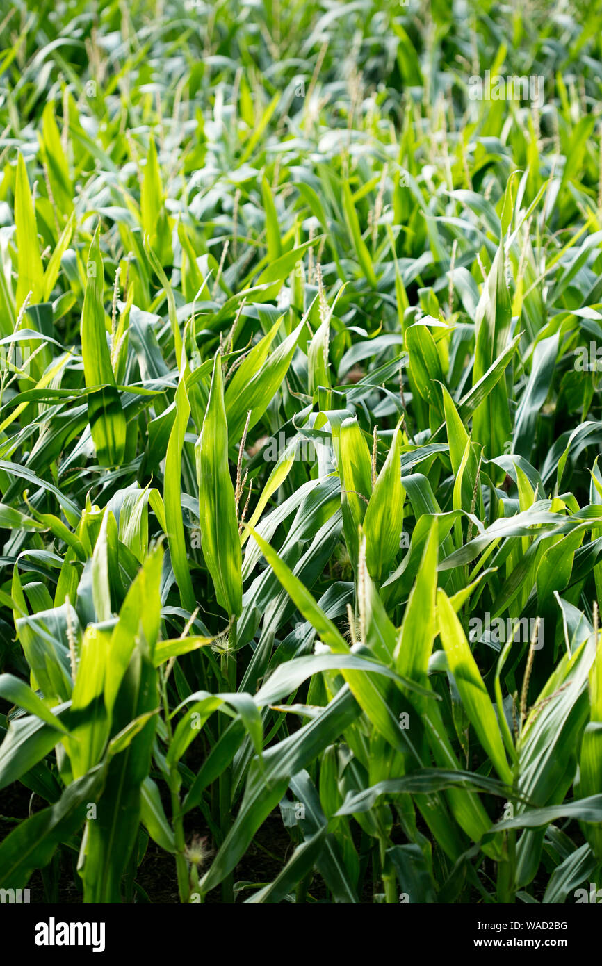 Light bright scene potato hi-res stock photography and images - Alamy