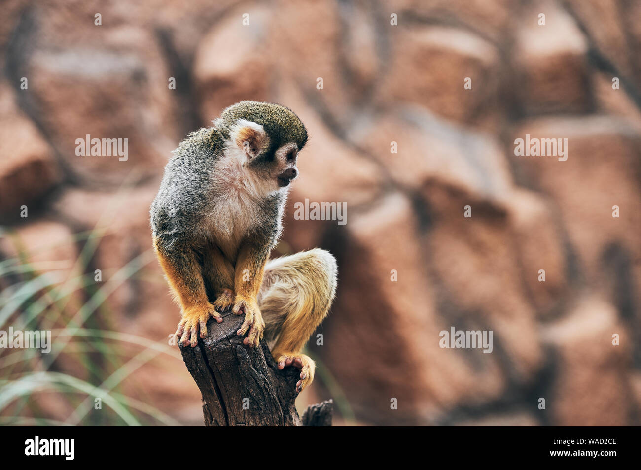 Adorable small squirrel monkey sitting on old stump against blurred ...