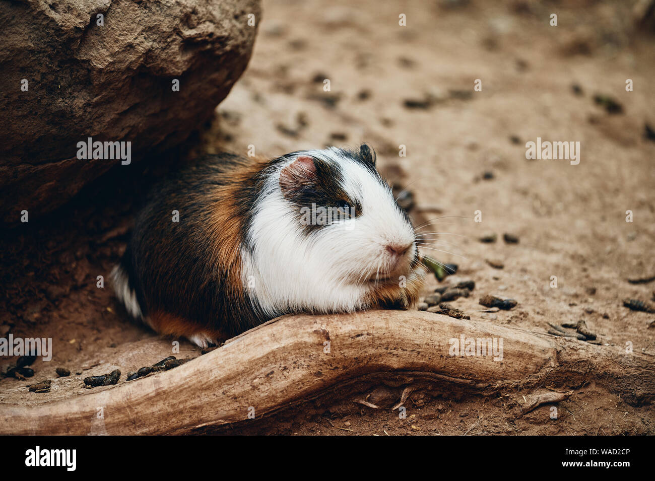 Adorable guinea pig lying on tree root under stone in Tenerife zoo ...