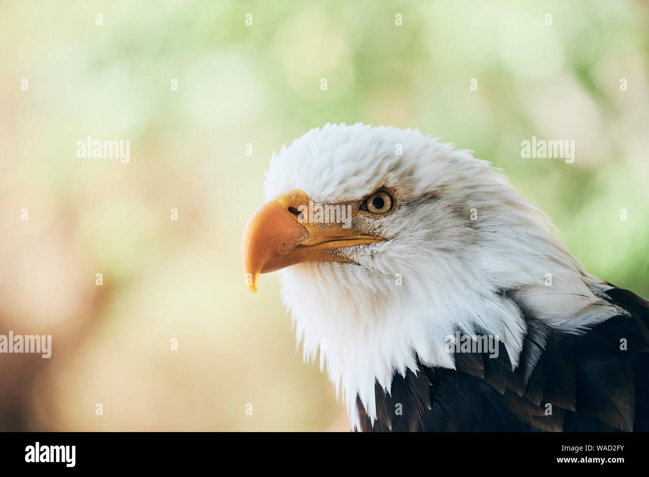 Powerful and strong bald eagle with large yellow beak outside in ...