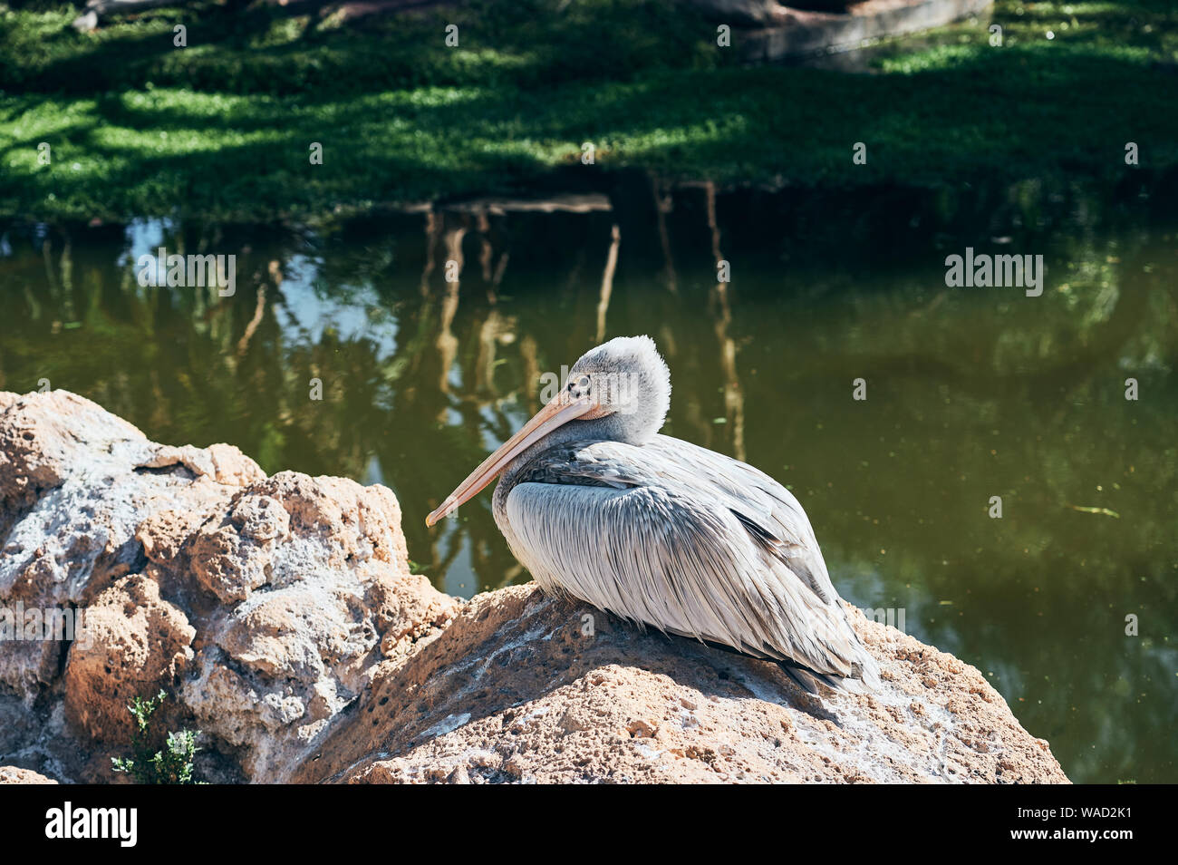 Bird fluffing feathers hi-res stock photography and images - Alamy