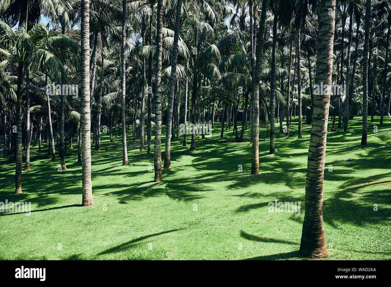 Rural palm grove hi-res stock photography and images - Alamy